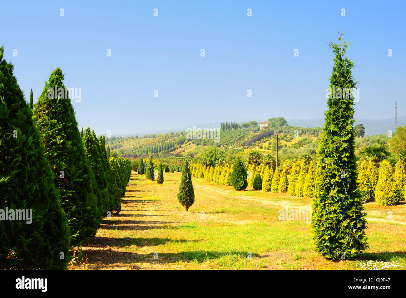 Cypress garden tropical hi-res stock photography and images - Alamy