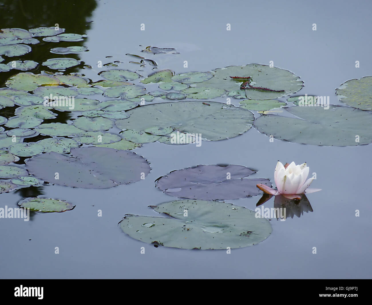 White lotus flower and om hi-res stock photography and images - Alamy