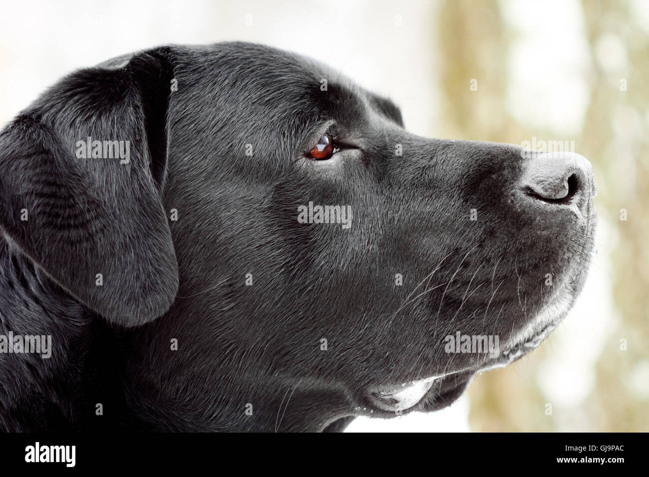 The clever dog lab hi-res stock photography and images - Alamy