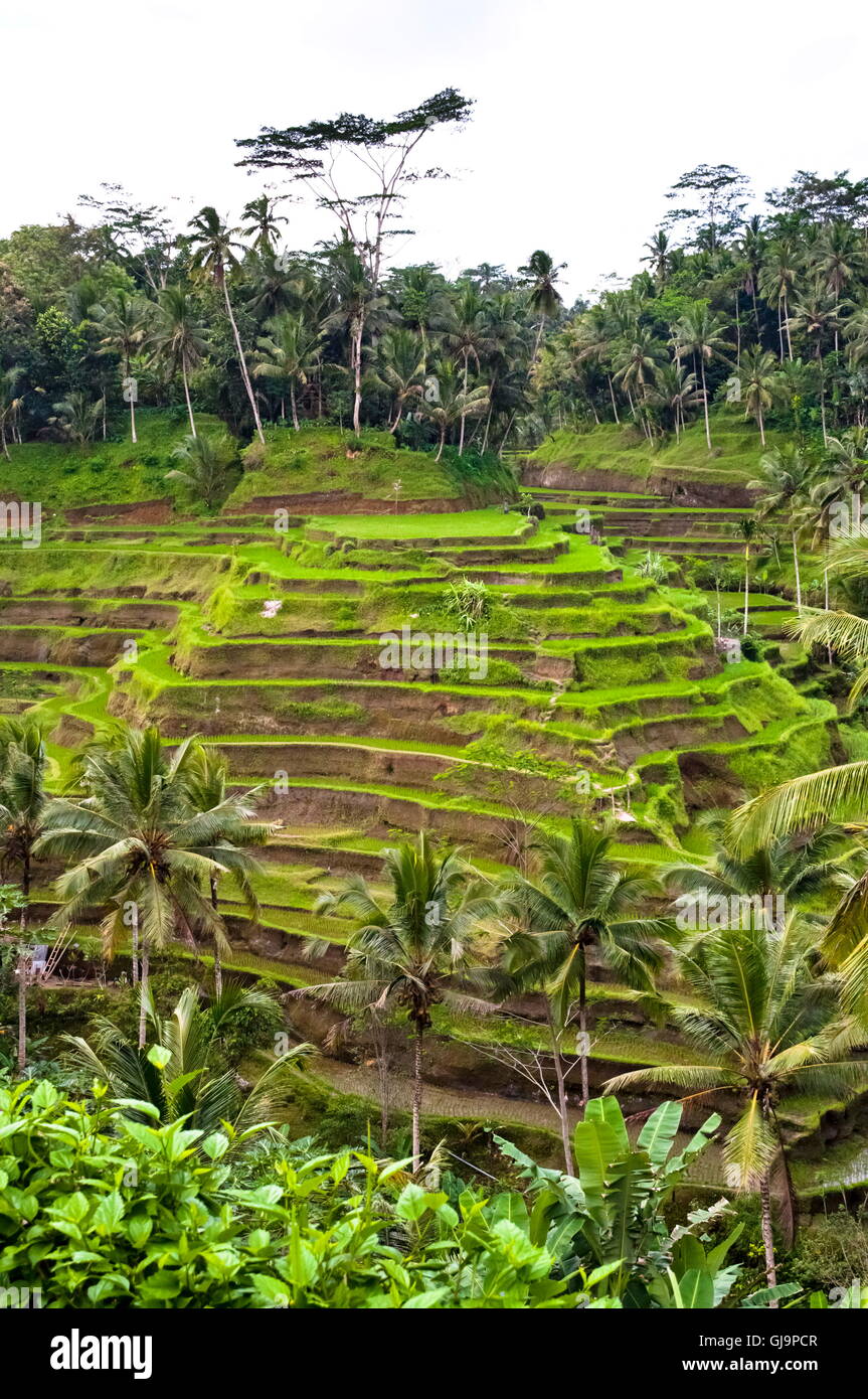 Bali indonesian terrace Stock Photo - Alamy