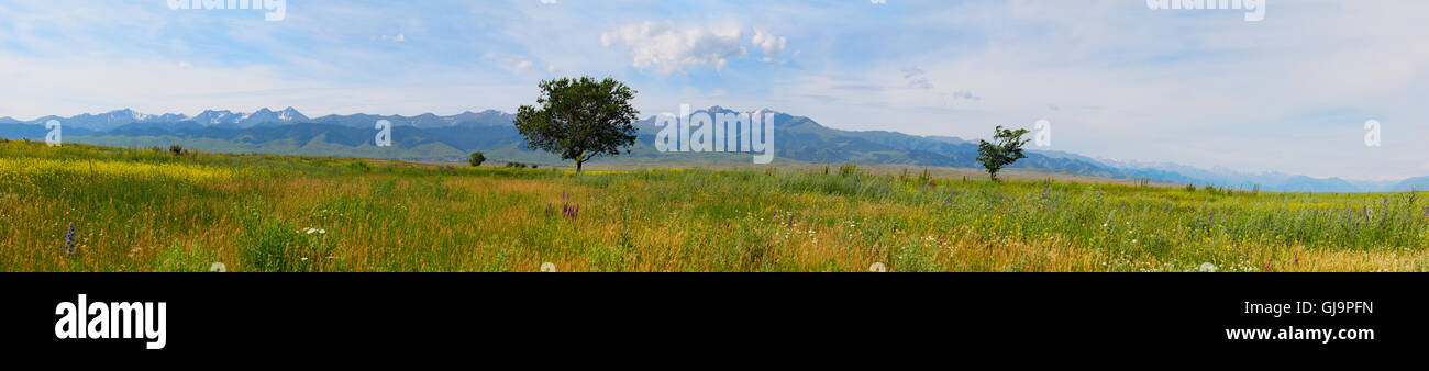 Dandelion meadow alone tree hi-res stock photography and images - Alamy