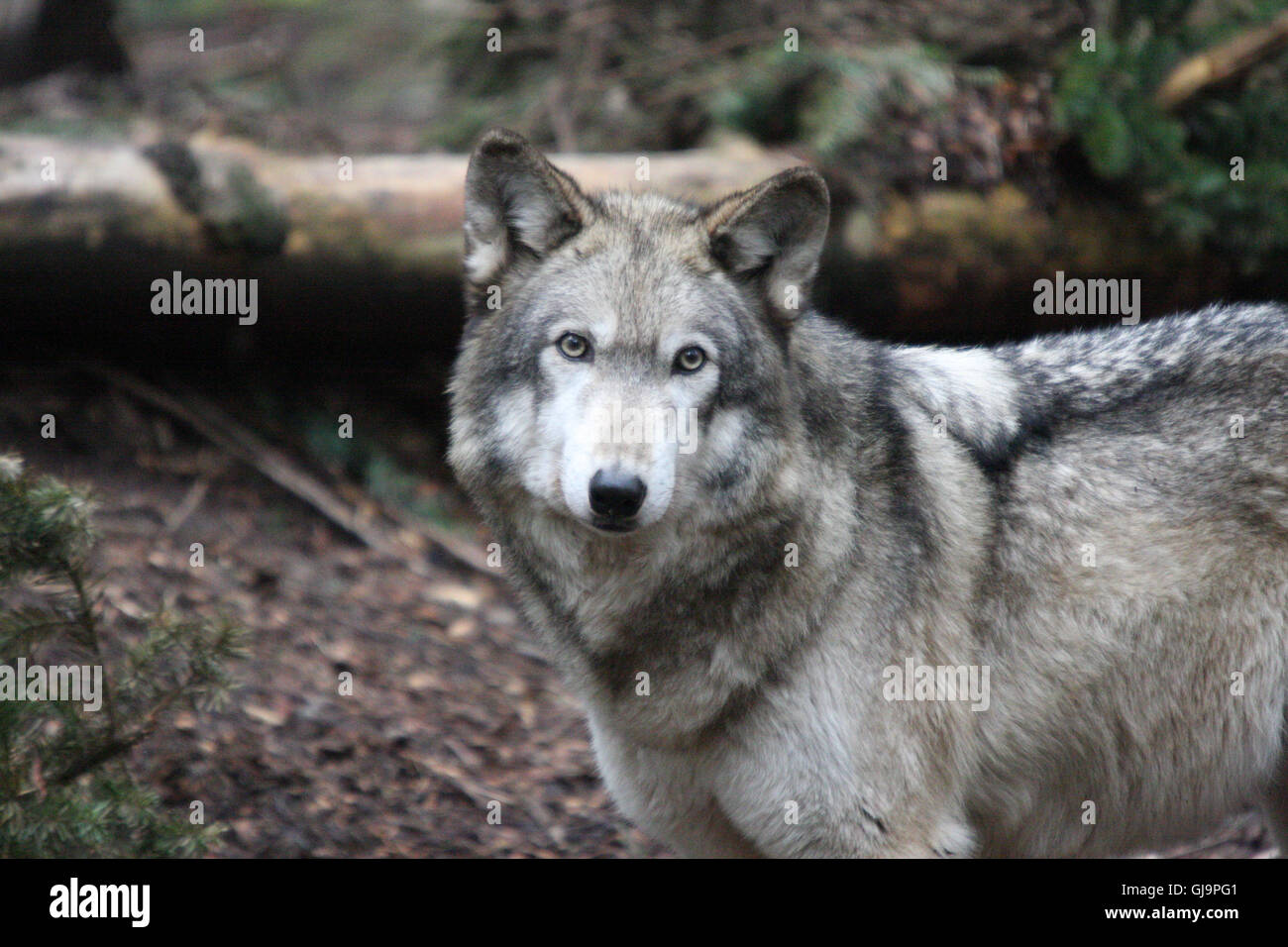 Grey wolf northwest trek wildlife hi-res stock photography and images ...