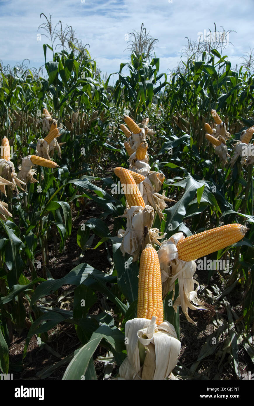 Zea maize spike hi-res stock photography and images - Alamy