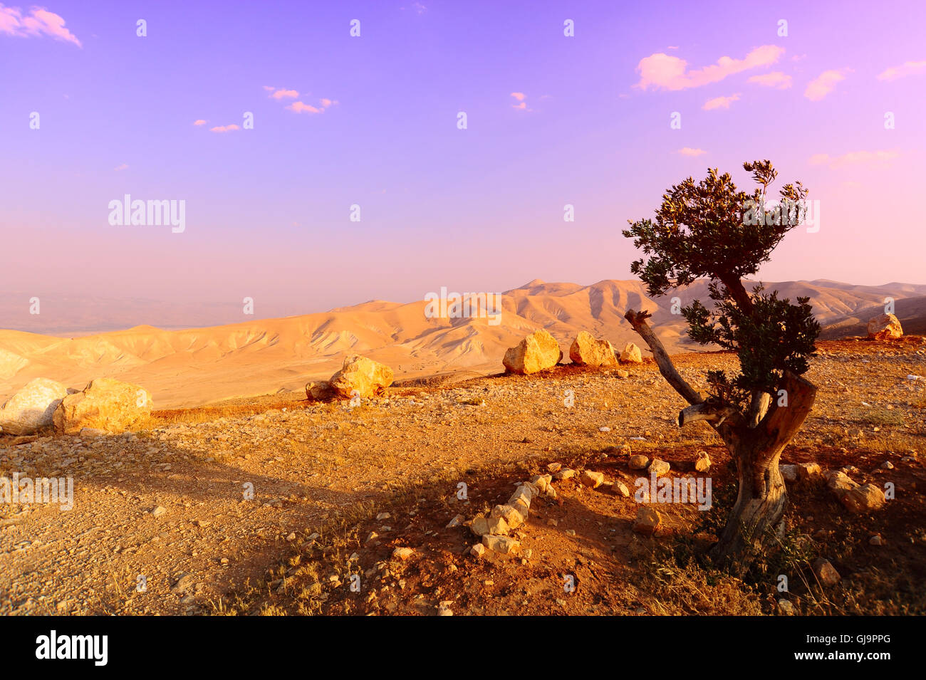 Tree of judea hi-res stock photography and images - Alamy