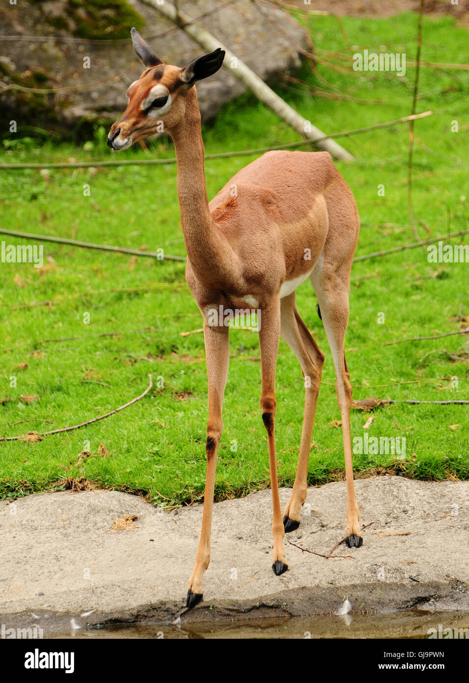 Gazelle jump hi-res stock photography and images - Alamy