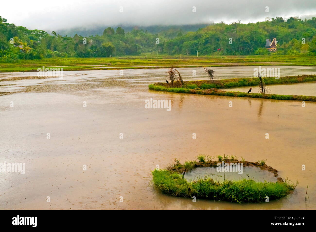 Thailand rain rice hi-res stock photography and images - Alamy