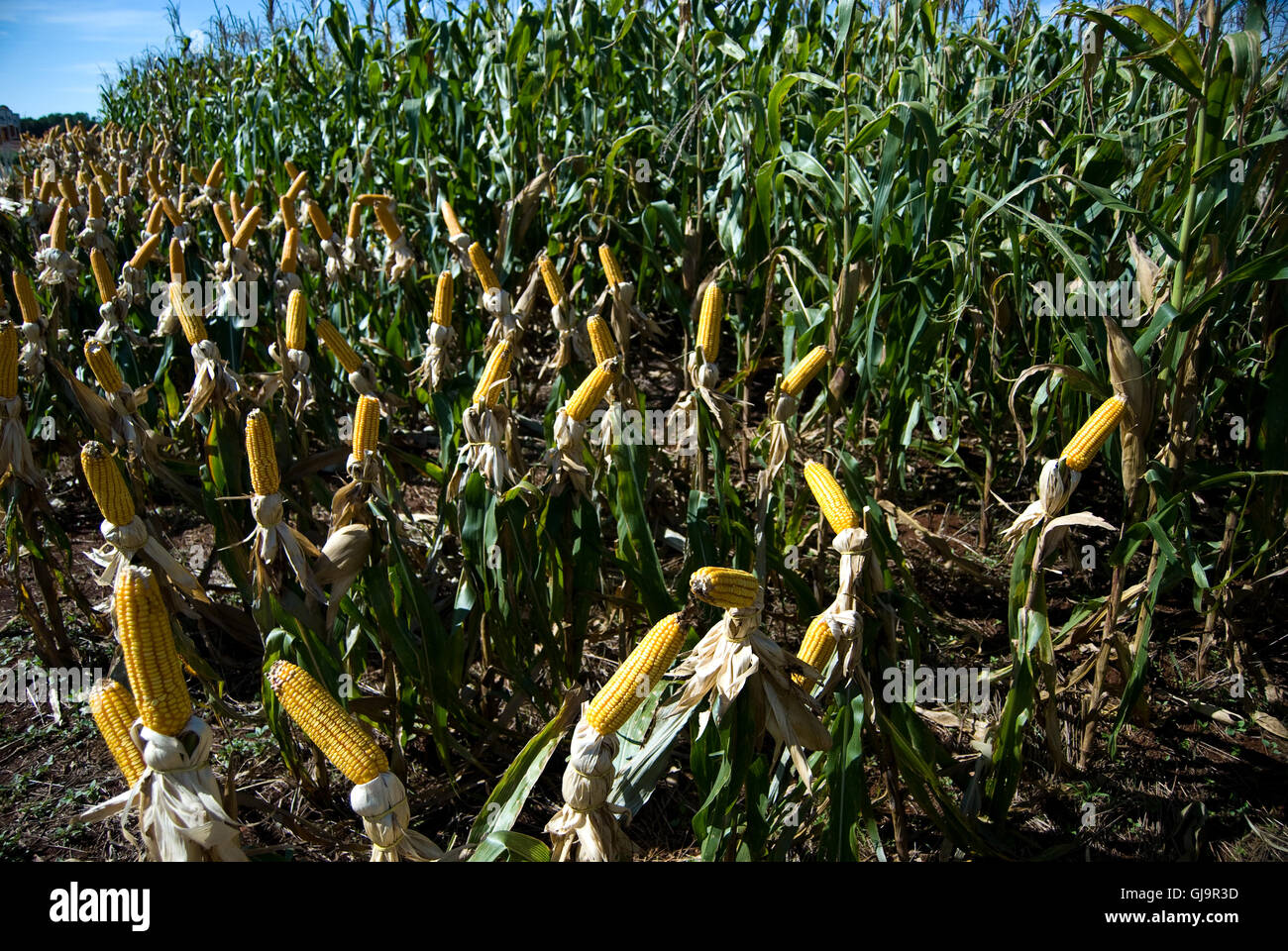 Zea maize spike hi-res stock photography and images - Alamy