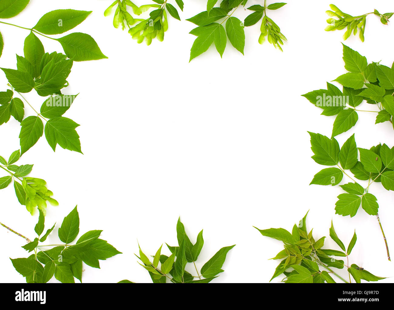 Frame photo of leaves Stock Photo - Alamy