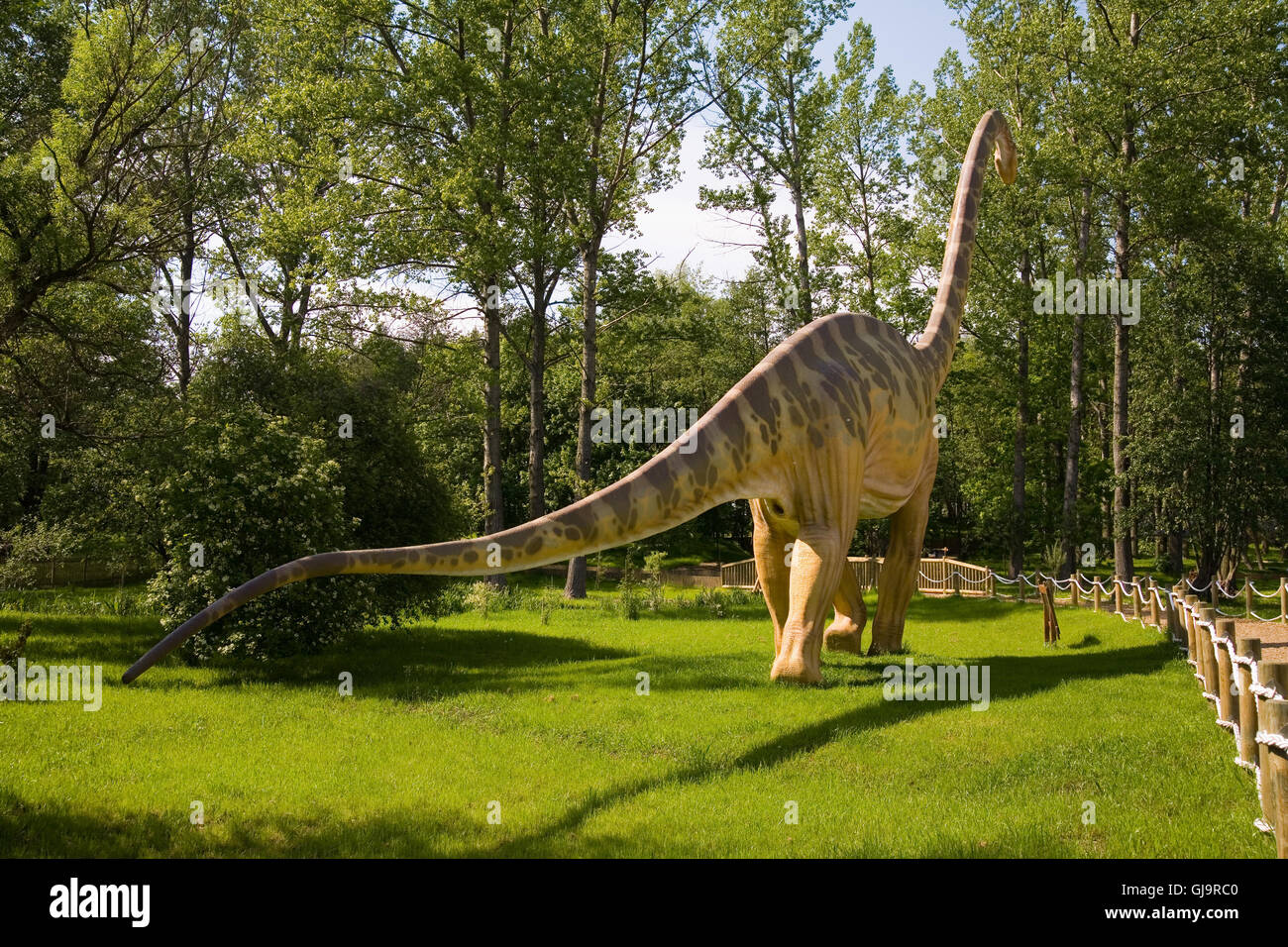 Mamenchisaurus fossil hi-res stock photography and images - Alamy