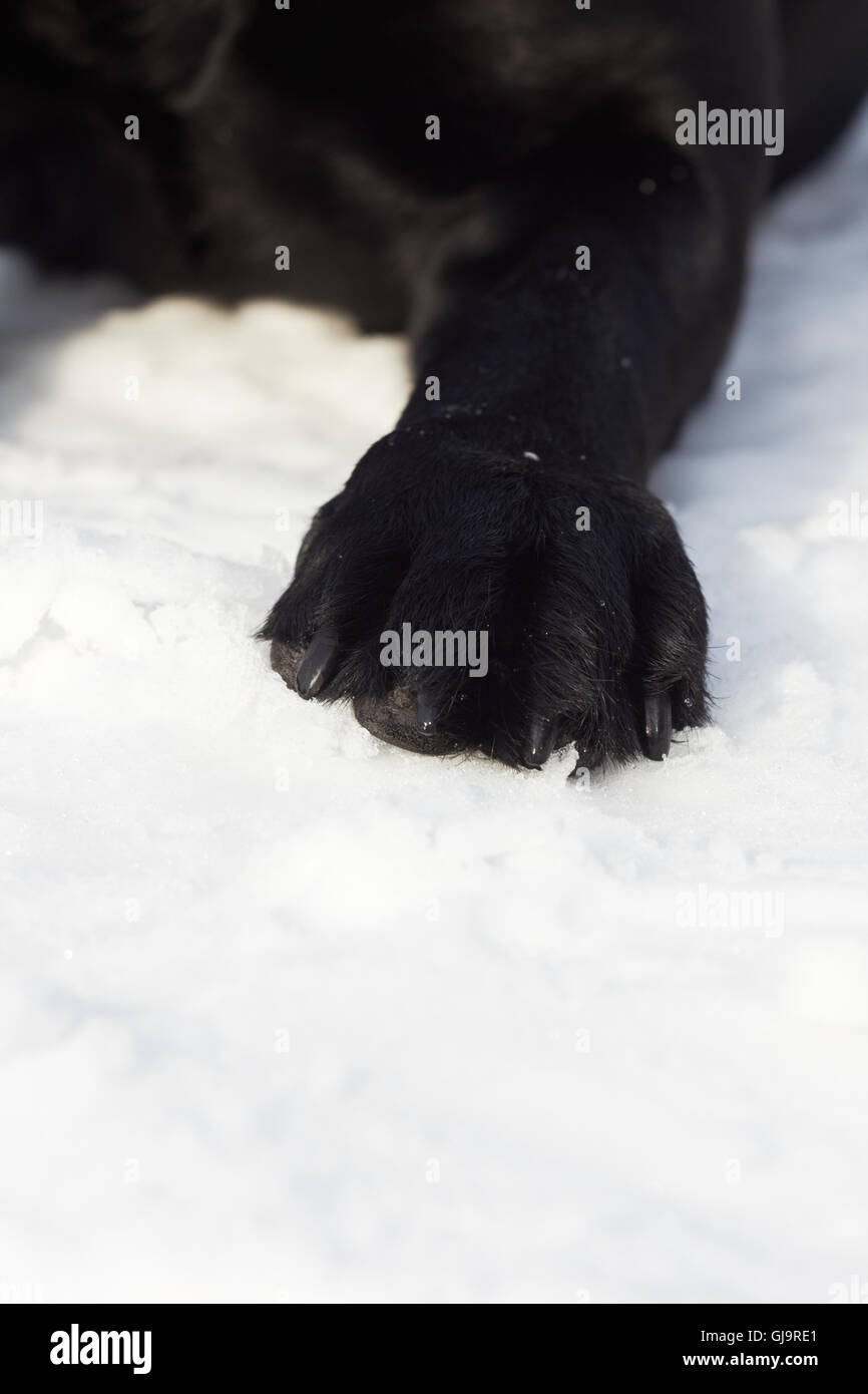 Black labrador foot hi-res stock photography and images - Alamy