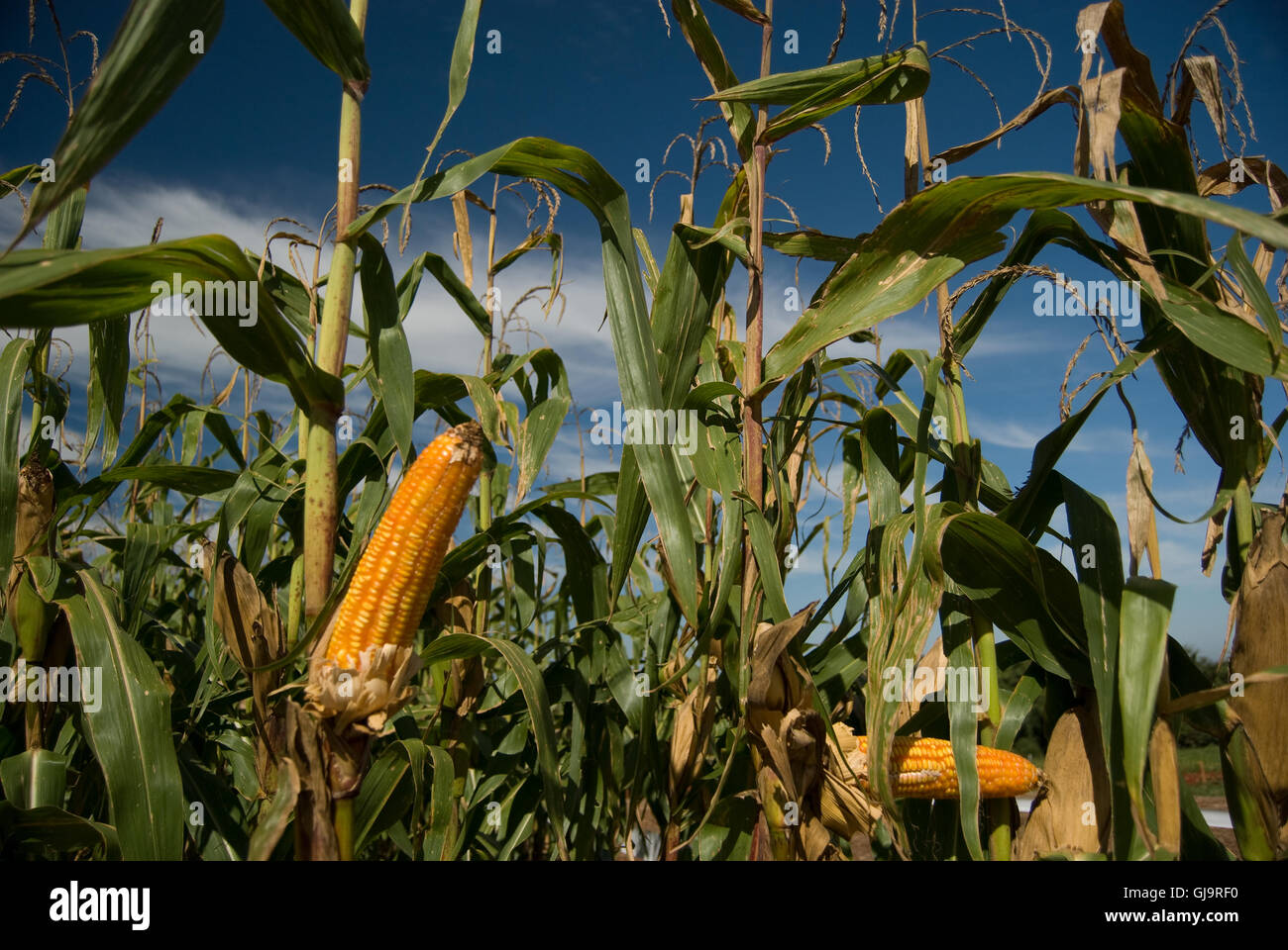 Zea maize spike hi-res stock photography and images - Alamy