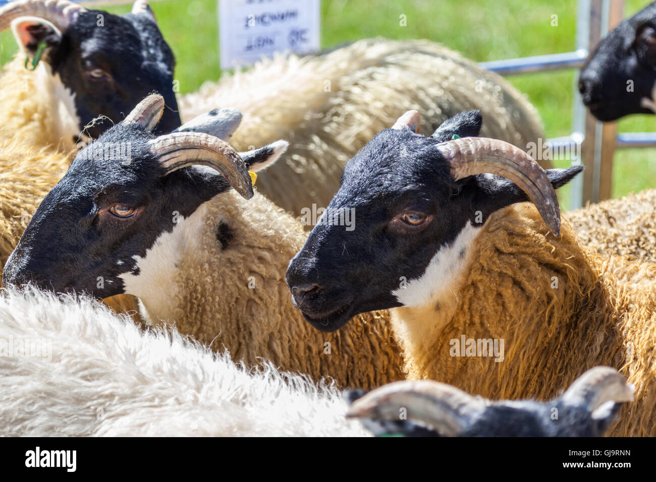 Sheep at a country fair Stock Photo - Alamy