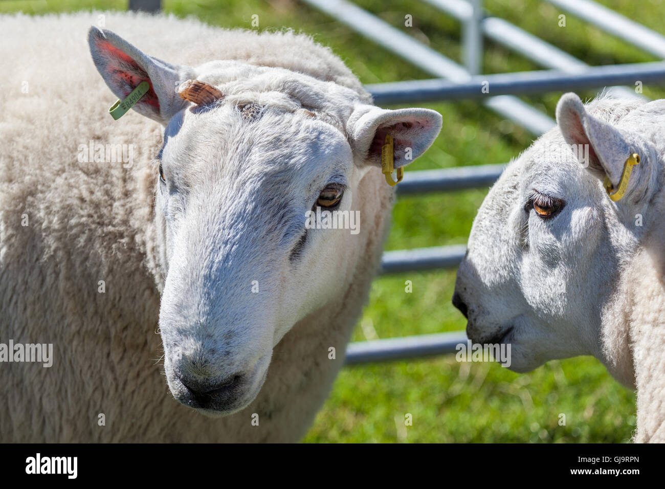Sheep at a country fair Stock Photo - Alamy