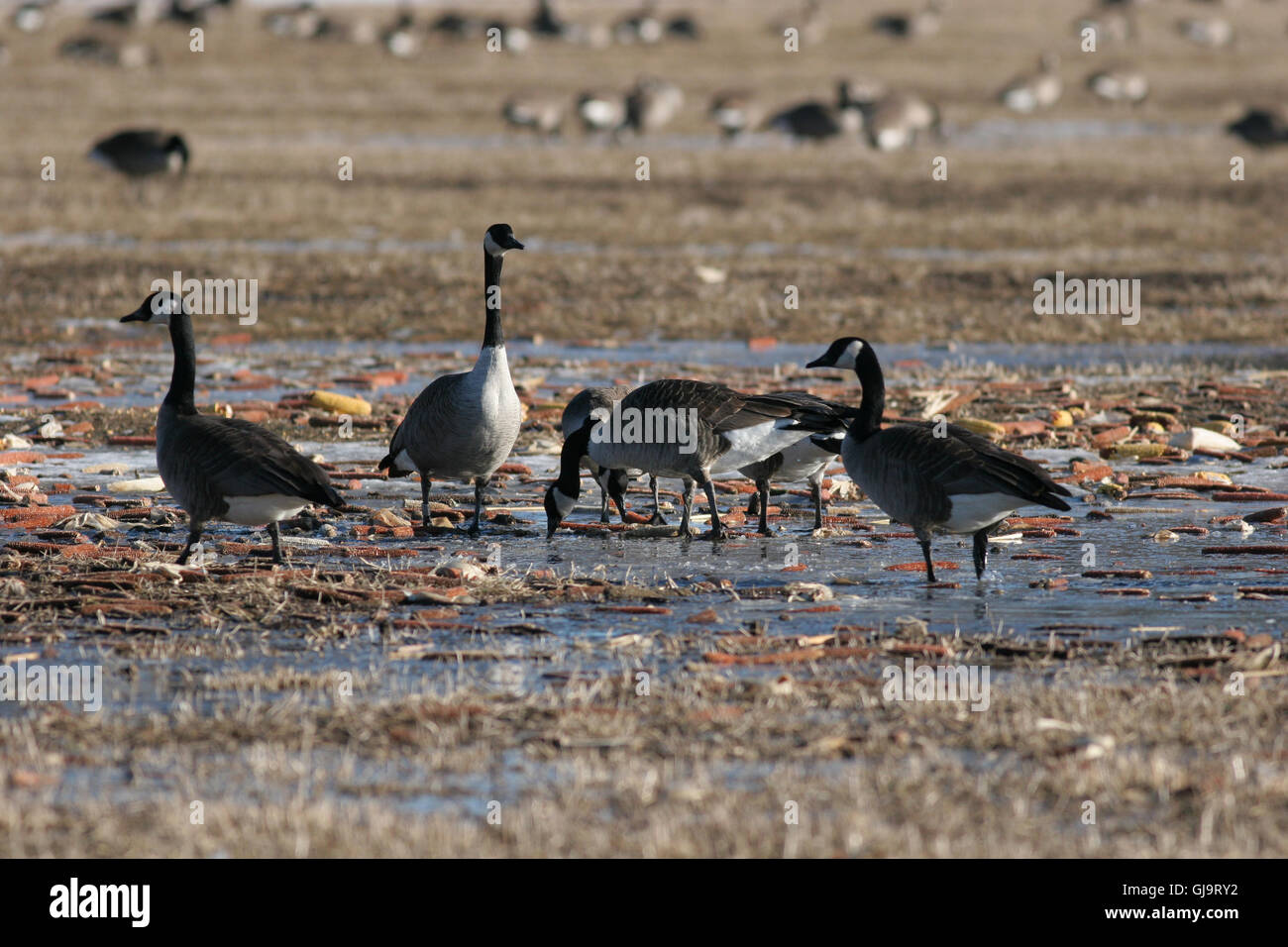 Canada Goose Migration Stock Photo - Alamy