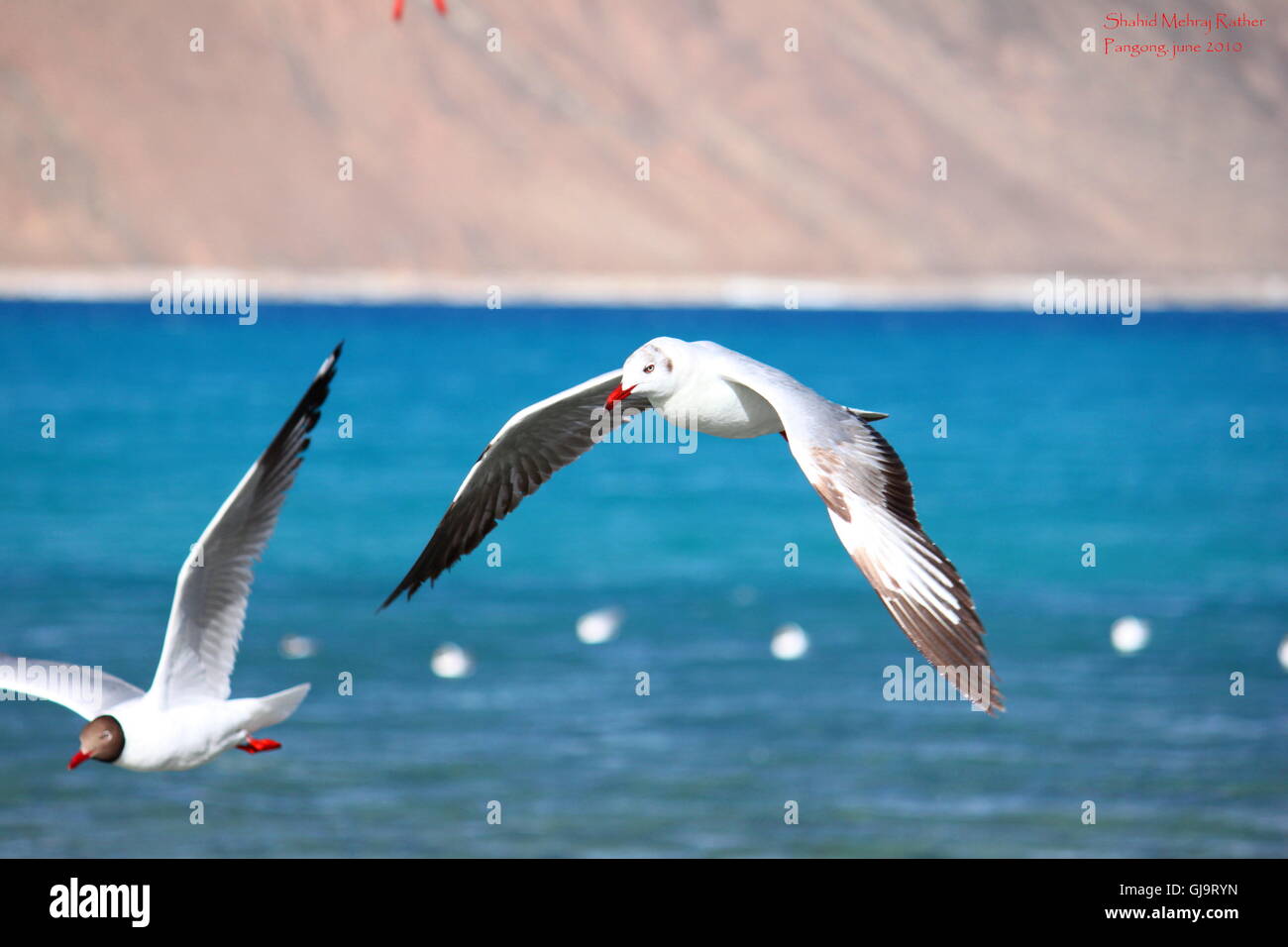Red beaked Seagull Stock Photo - Alamy