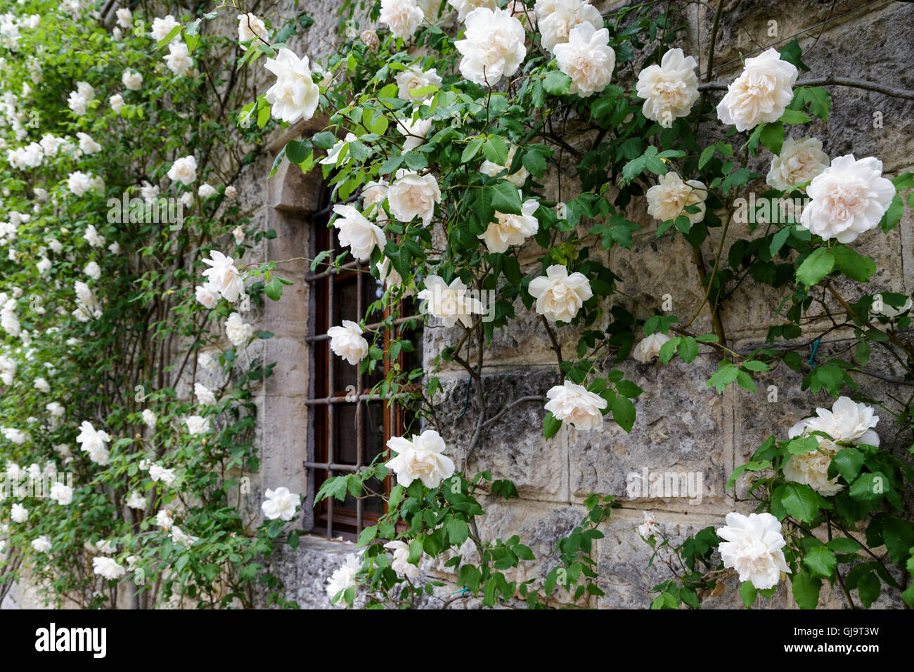 White rambling rose around window Stock Photo - Alamy