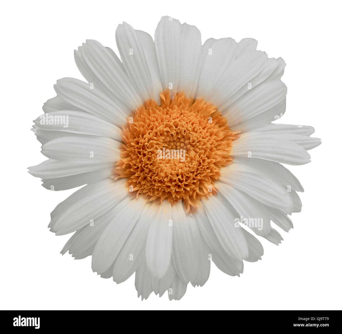 Large daisy isolated Stock Photo - Alamy