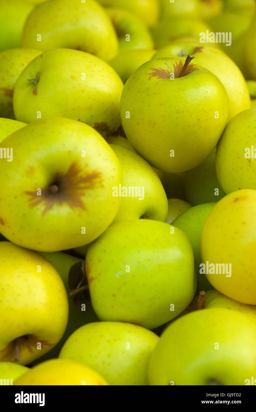 Goldent hi-res stock photography and images - Alamy