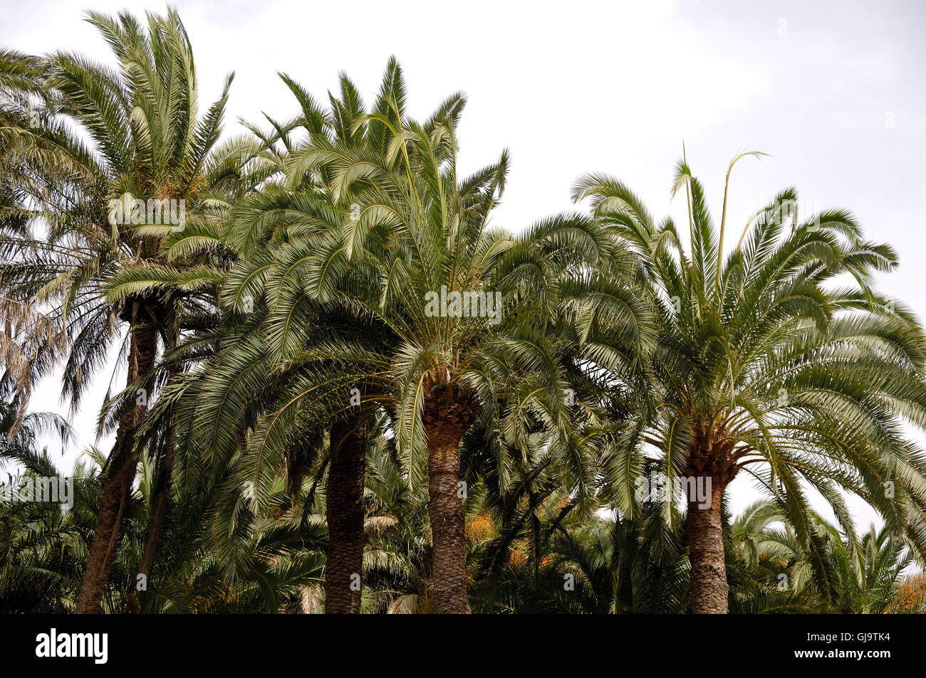 Fan palm forest hi-res stock photography and images - Alamy