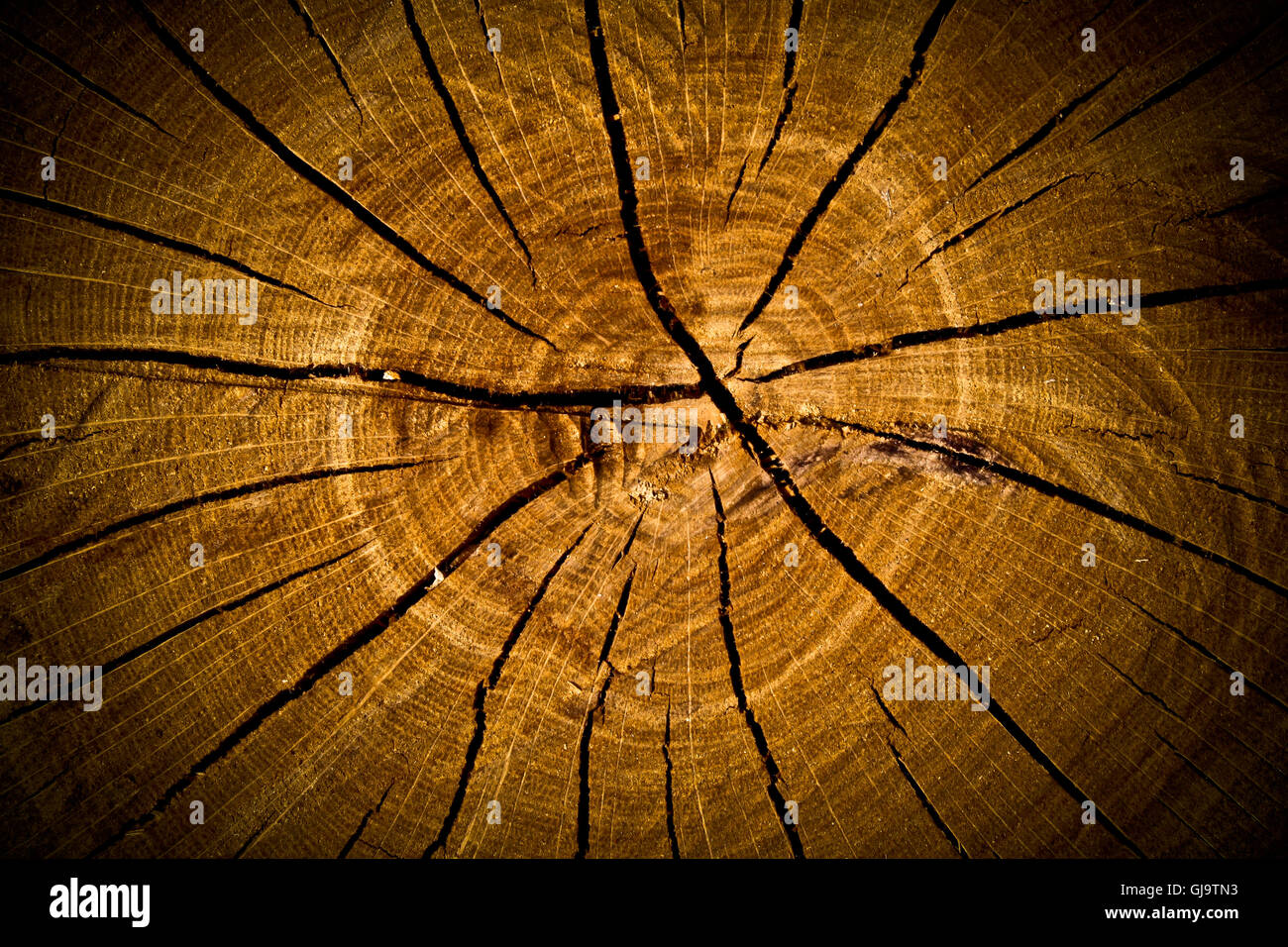 Tree stump texture Stock Photo - Alamy