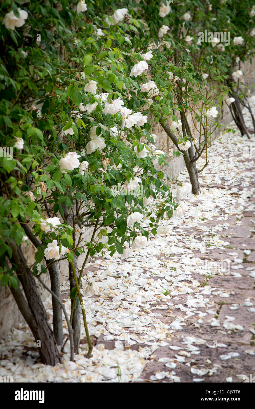 Climbing rose against wall hi-res stock photography and images - Alamy