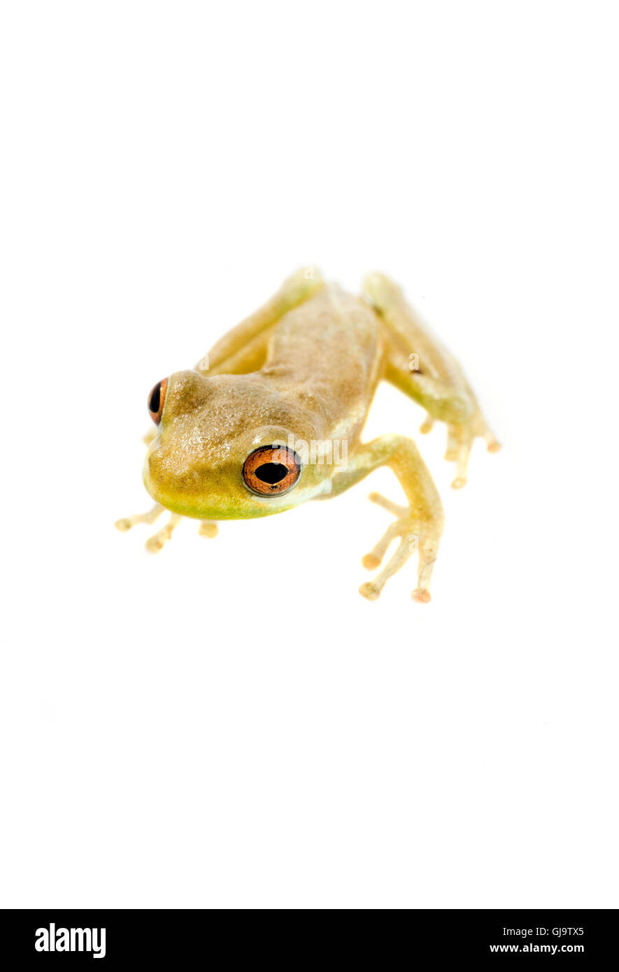 Baby Tree Frog 2 Stock Photo - Alamy