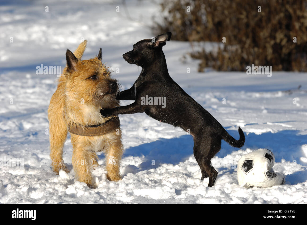 Two dogs in snow Stock Photo - Alamy