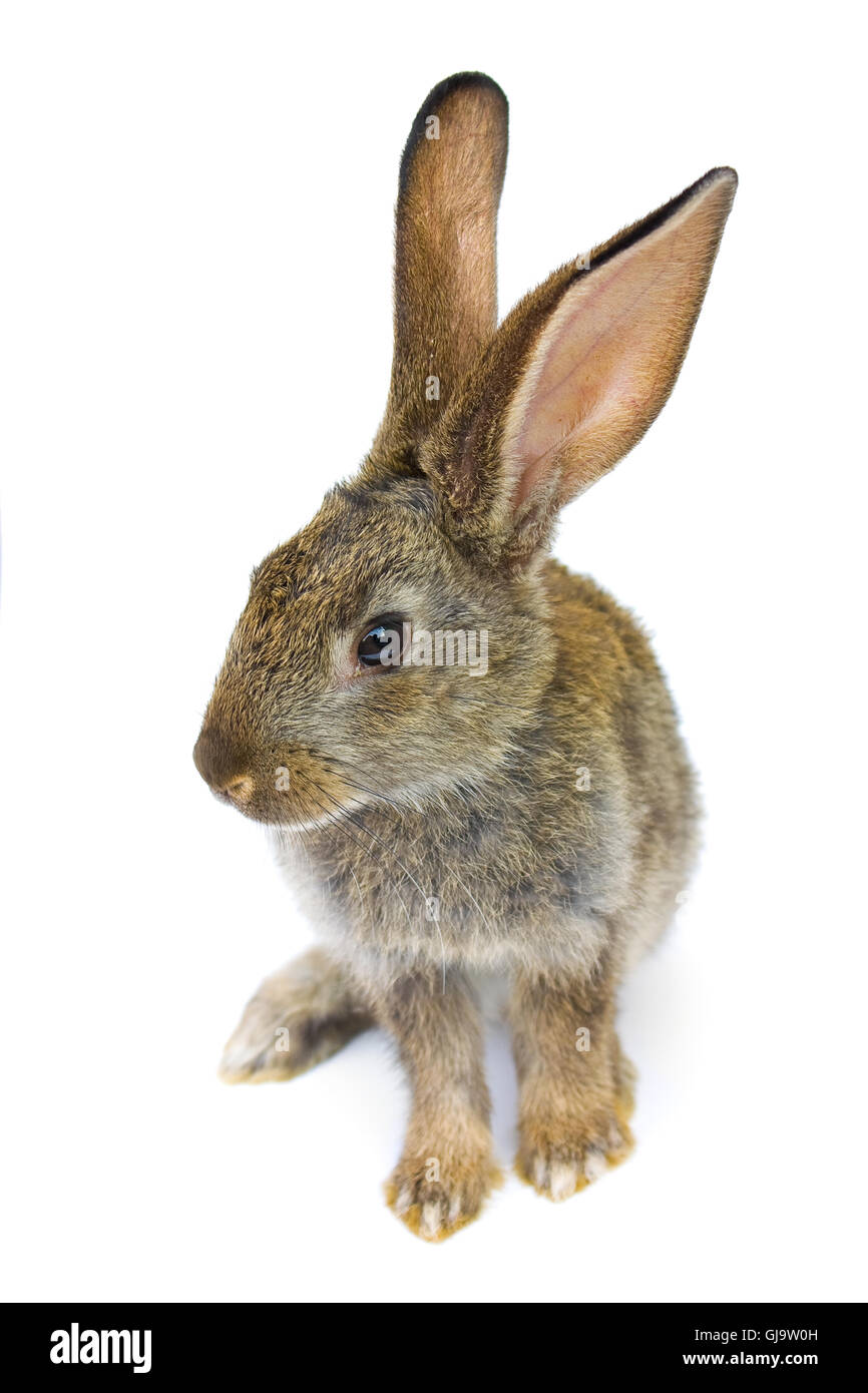Happy New Year of rabbit Stock Photo - Alamy