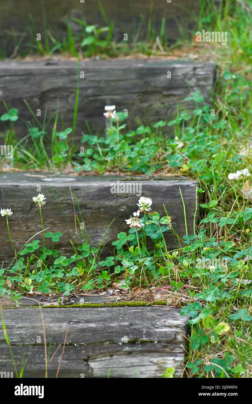 Old leave hi-res stock photography and images - Alamy