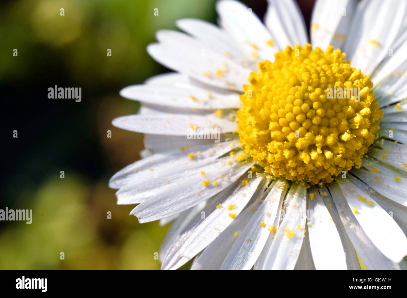 Daisy with pollen Stock Photo - Alamy