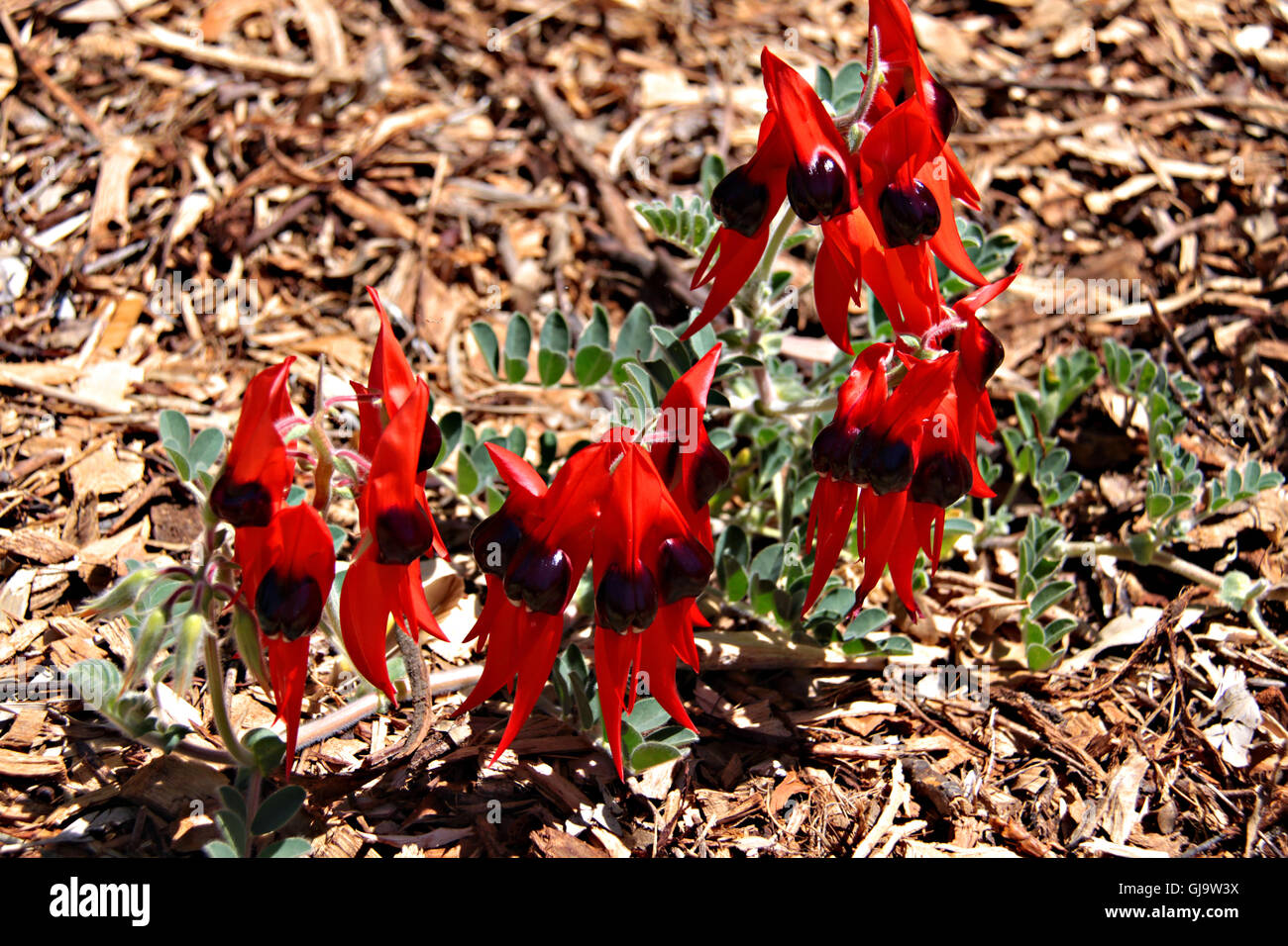 Sturt Desert Pea - Swainsona formosa - Floral Emblem of South Au Stock ...