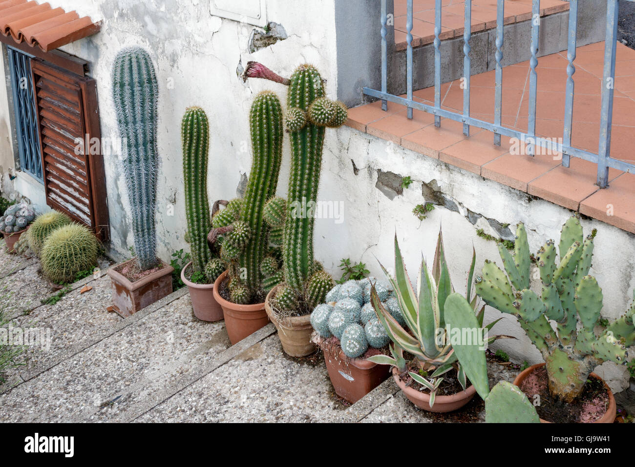 Succulents and Cacti potted, on steps, Fiesole, Tuscany, Italy Stock ...