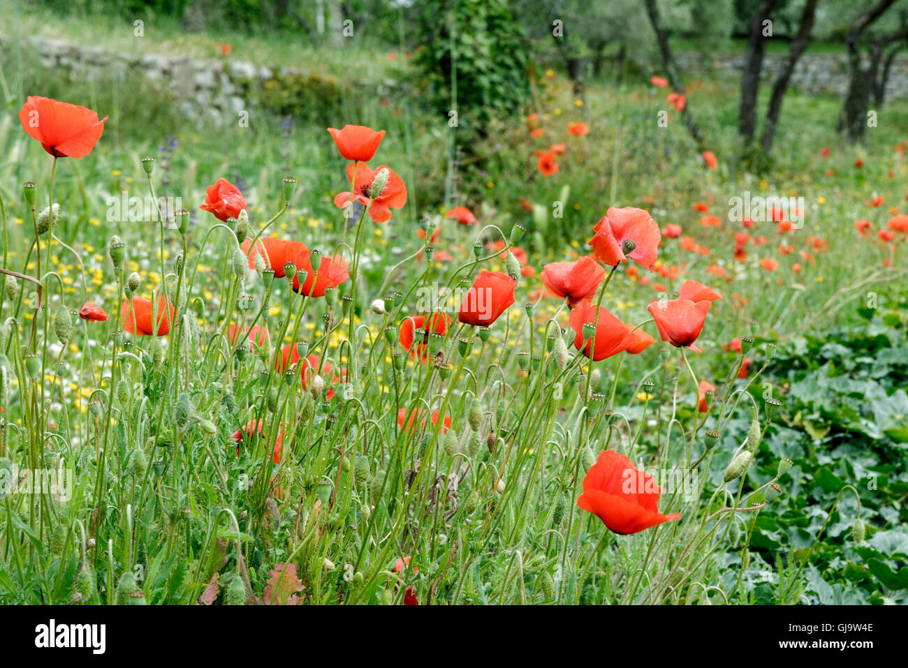 Italy red poppy hi-res stock photography and images - Alamy