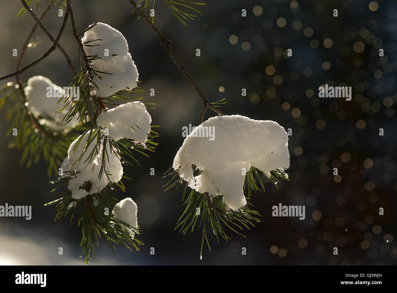 Pine needle snow hi-res stock photography and images - Alamy