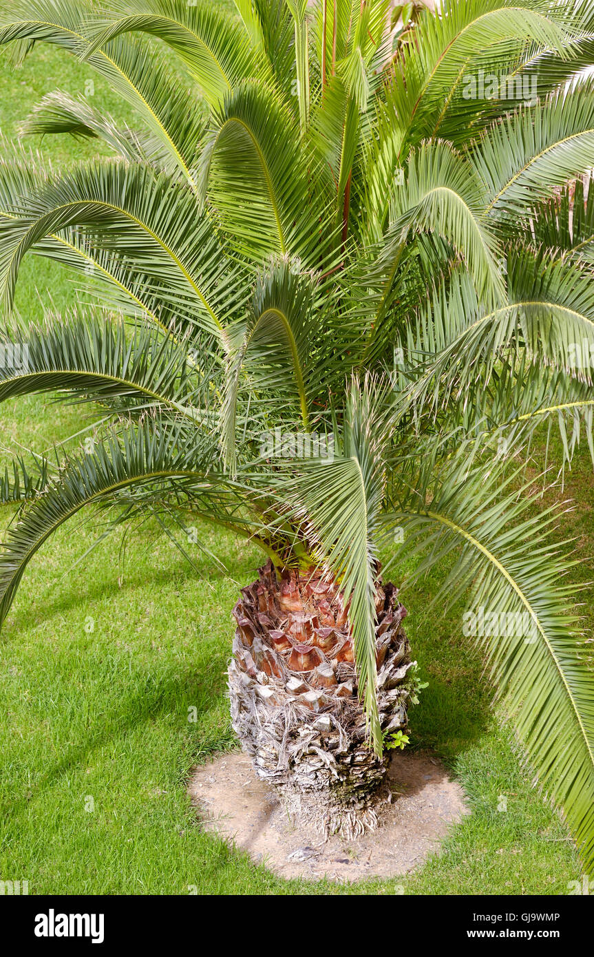 Palm close up Stock Photo - Alamy