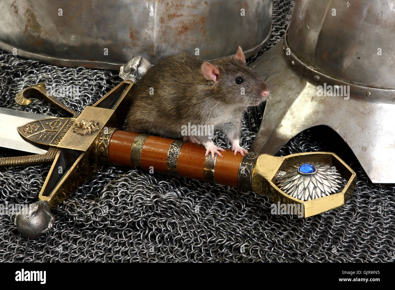 Sword tail hi-res stock photography and images - Alamy