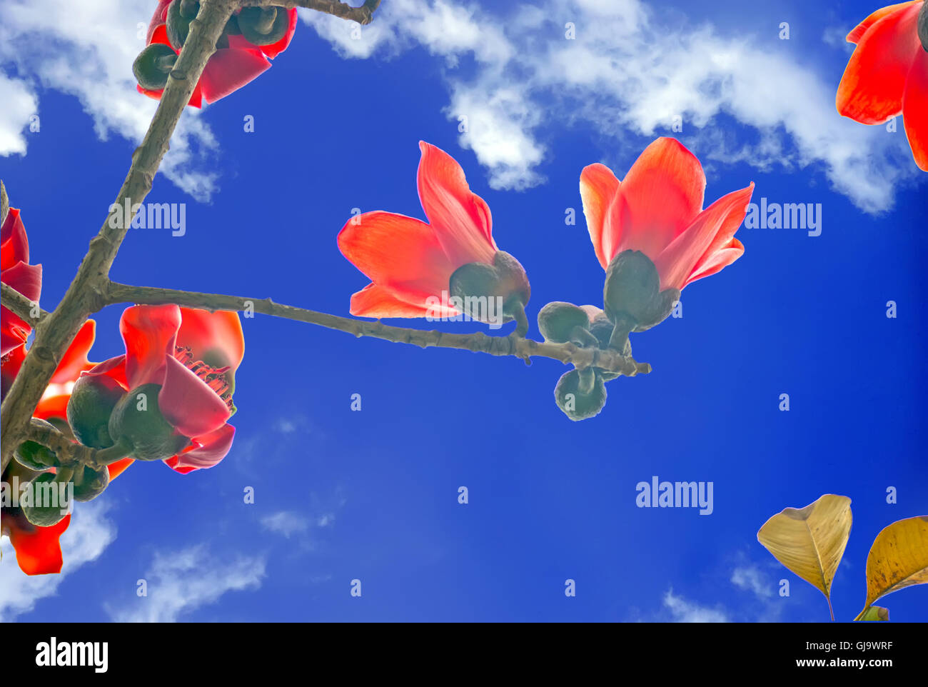 Kapok bloom hi-res stock photography and images - Alamy