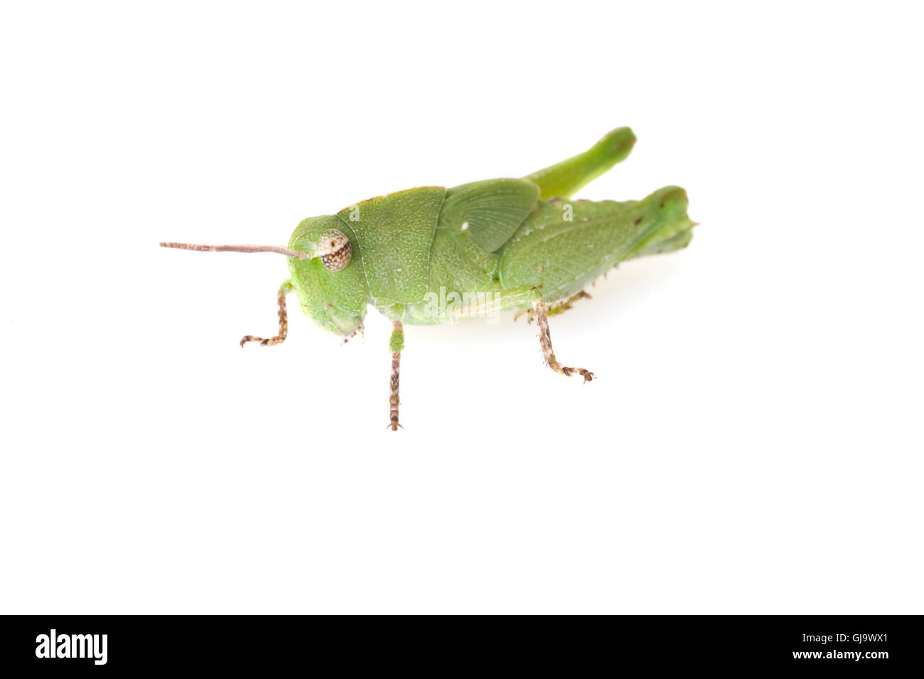 Grasshopper Side View Stock Photo - Alamy
