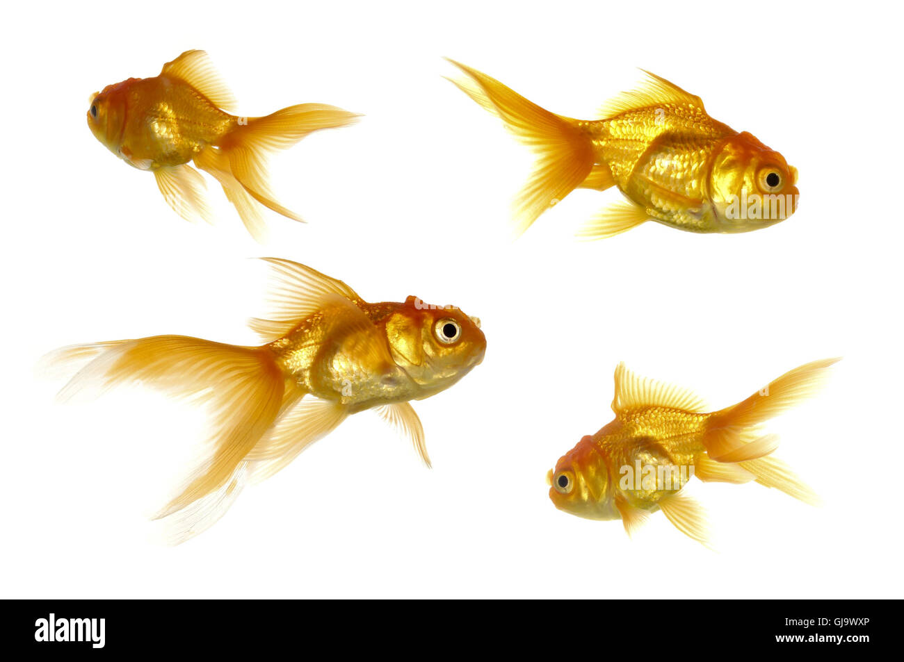Fish are friends Cut Out Stock Images & Pictures - Alamy