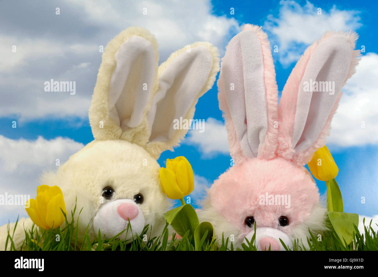 Couple of bunnies hi-res stock photography and images - Alamy
