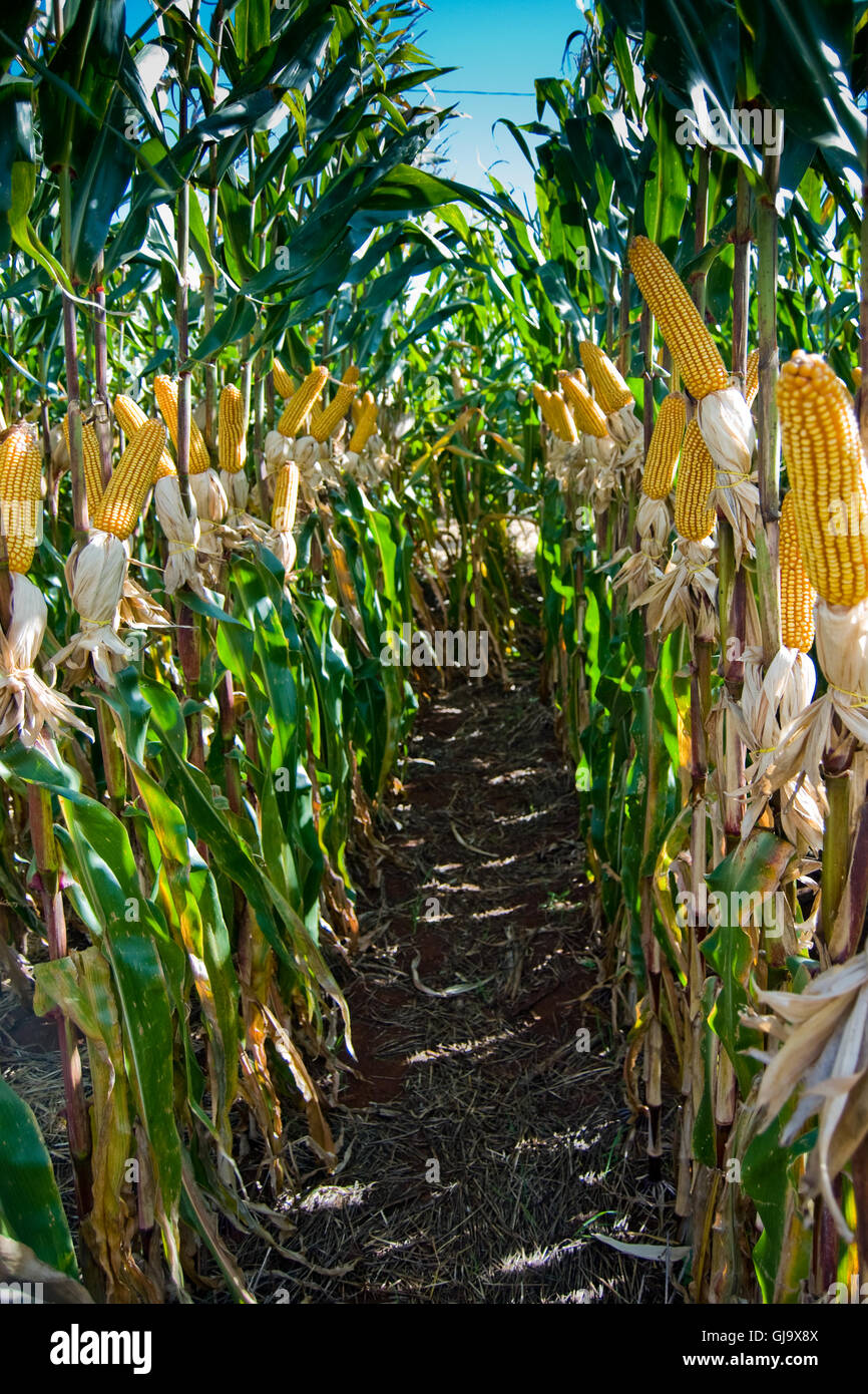 Zea maize spike hi-res stock photography and images - Alamy