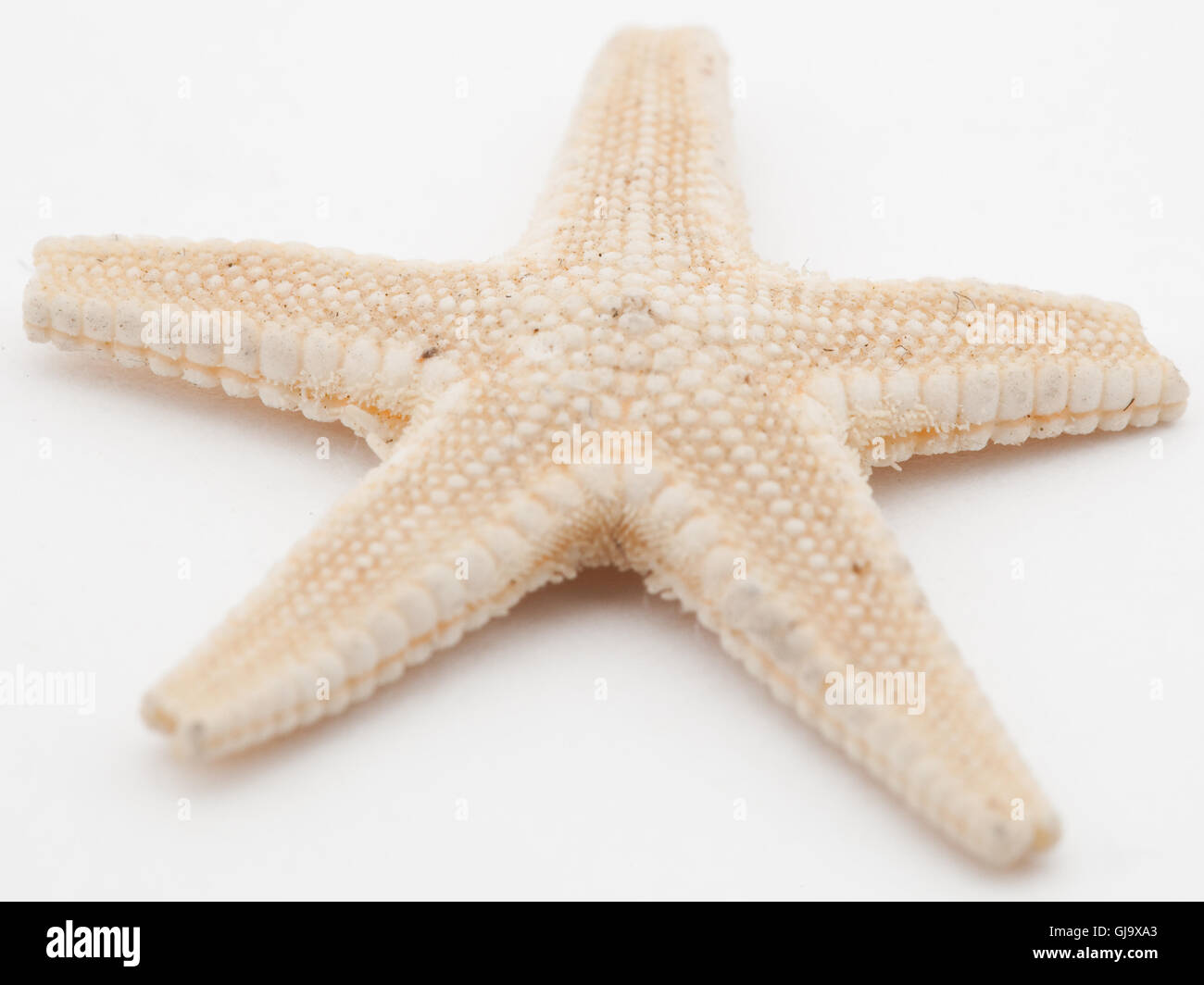 One orange starfish star fish hi-res stock photography and images - Alamy