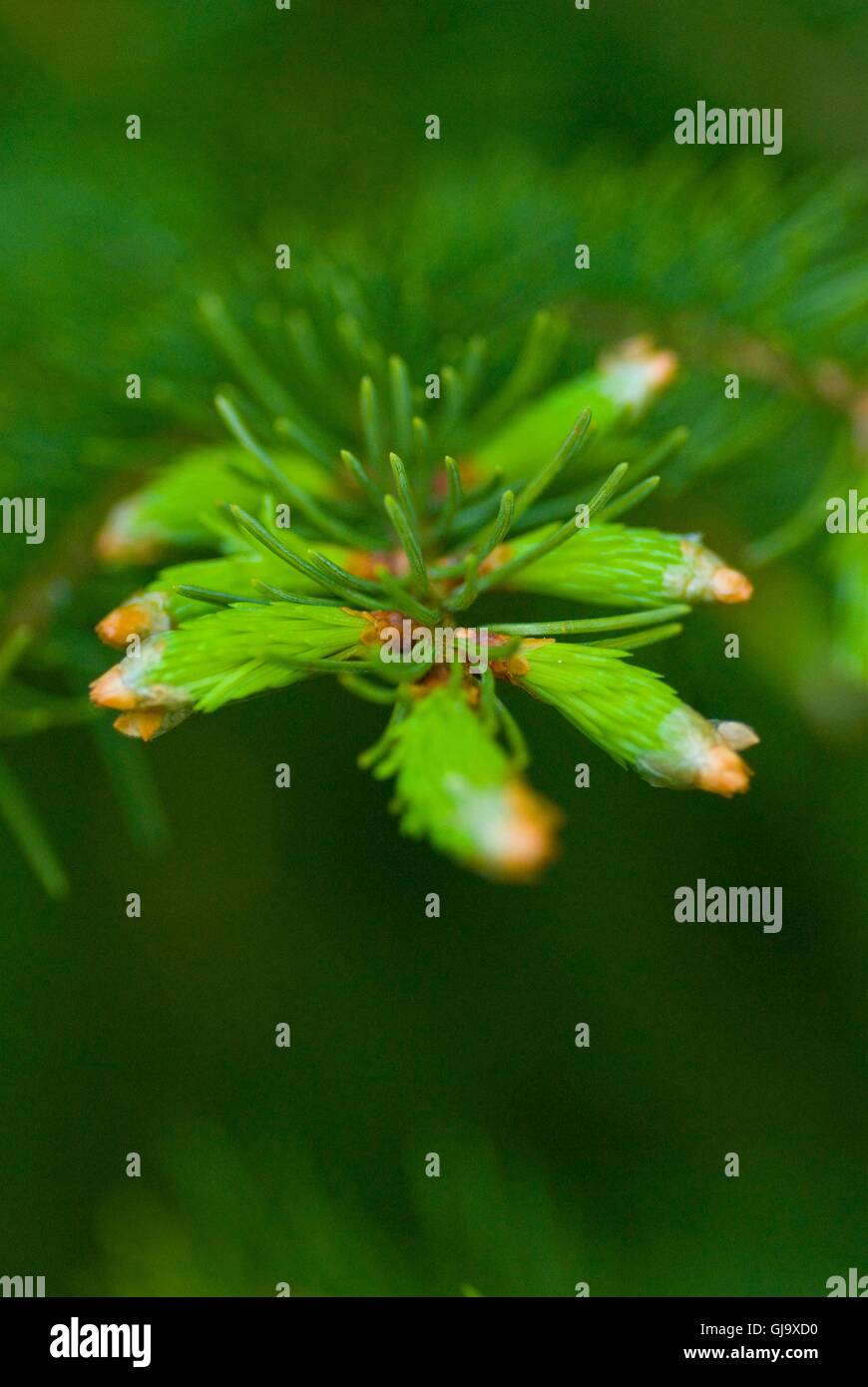 Green pine detail hi-res stock photography and images - Alamy