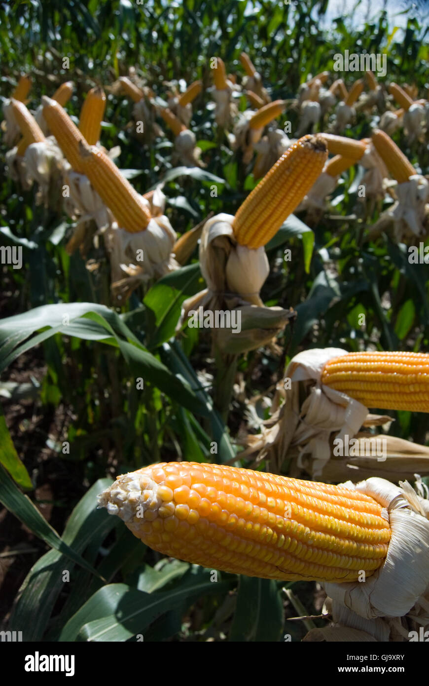 Zea maize spike hi-res stock photography and images - Alamy