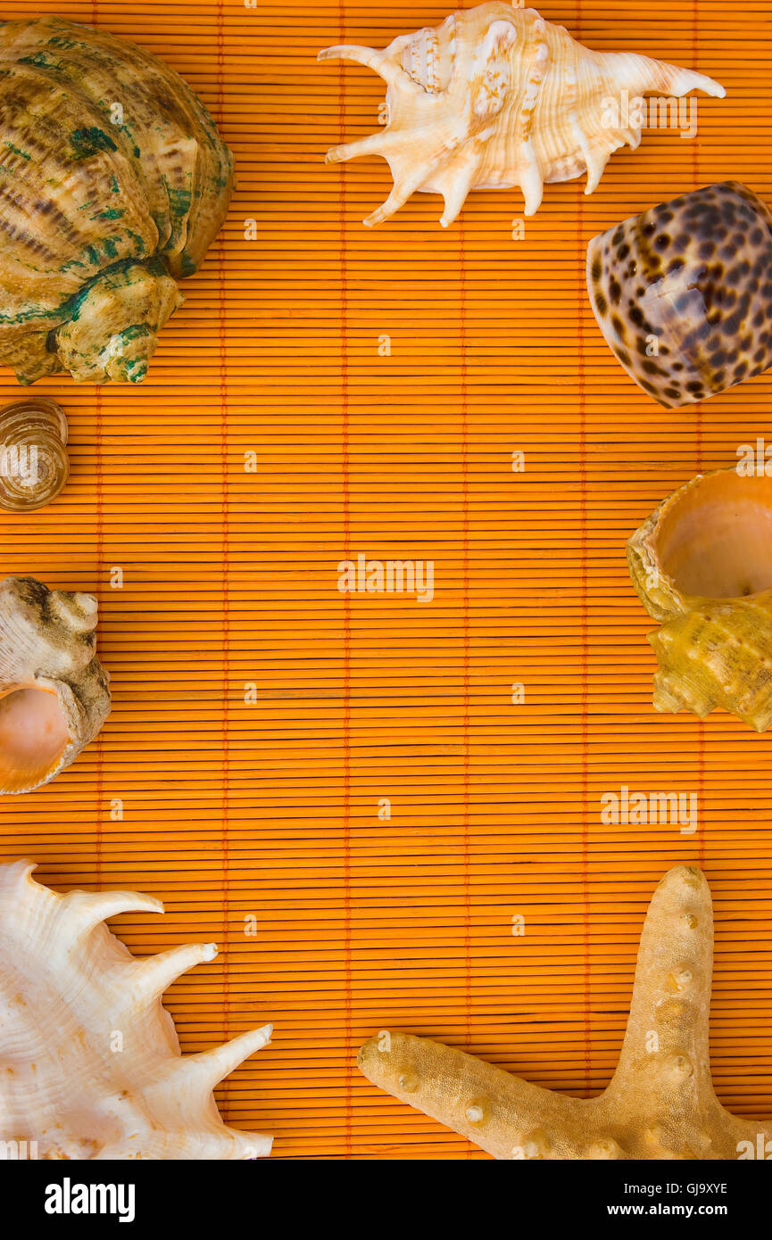 Picture shells hi-res stock photography and images - Alamy