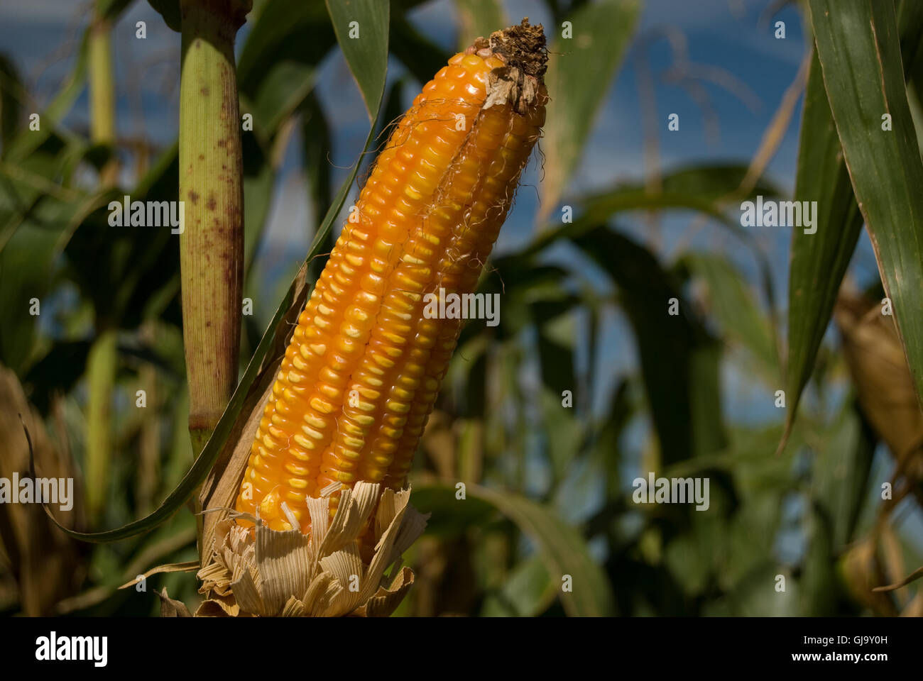 Zea maize spike hi-res stock photography and images - Alamy