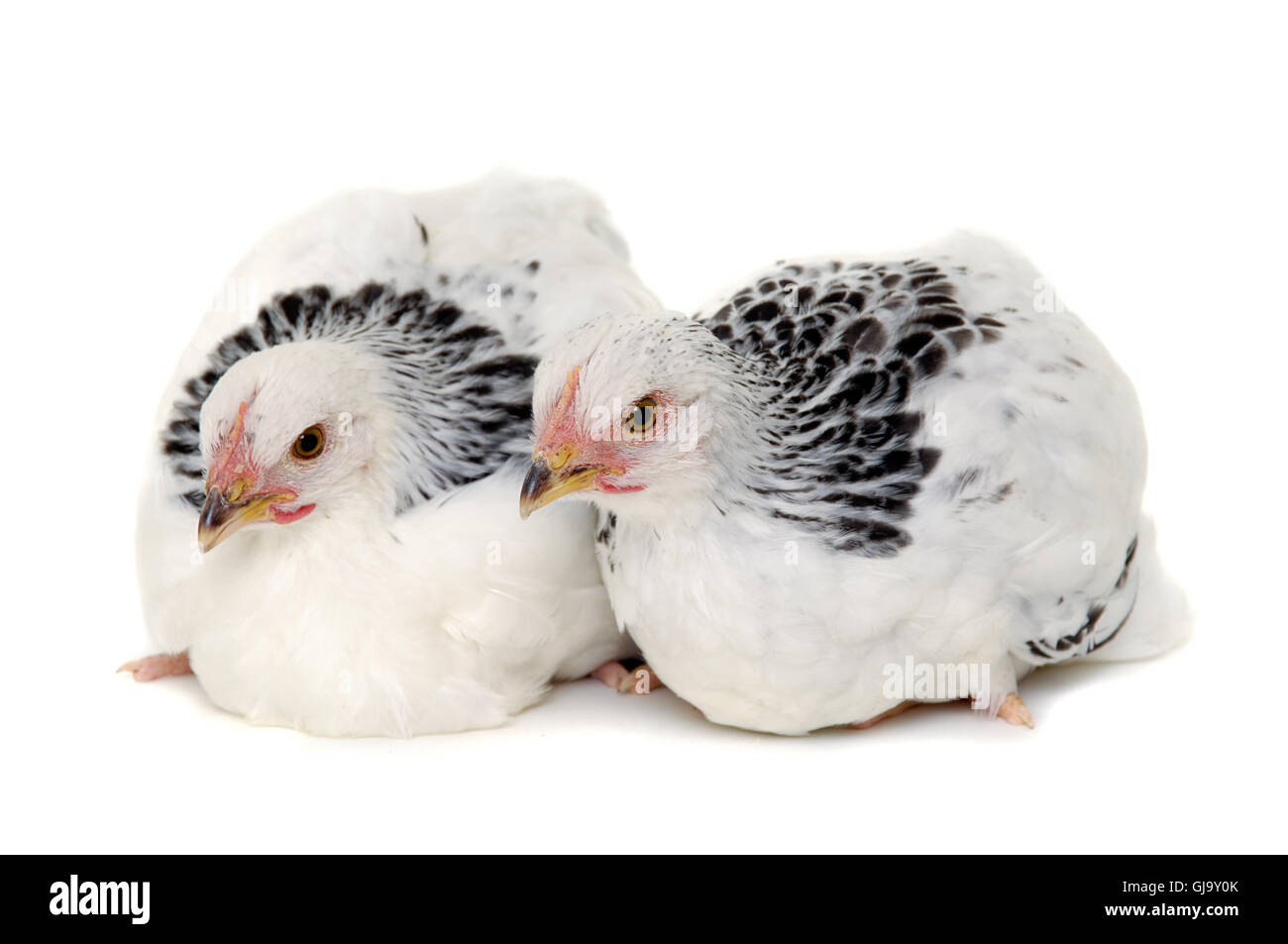 Chickens female bird animals hi-res stock photography and images - Alamy