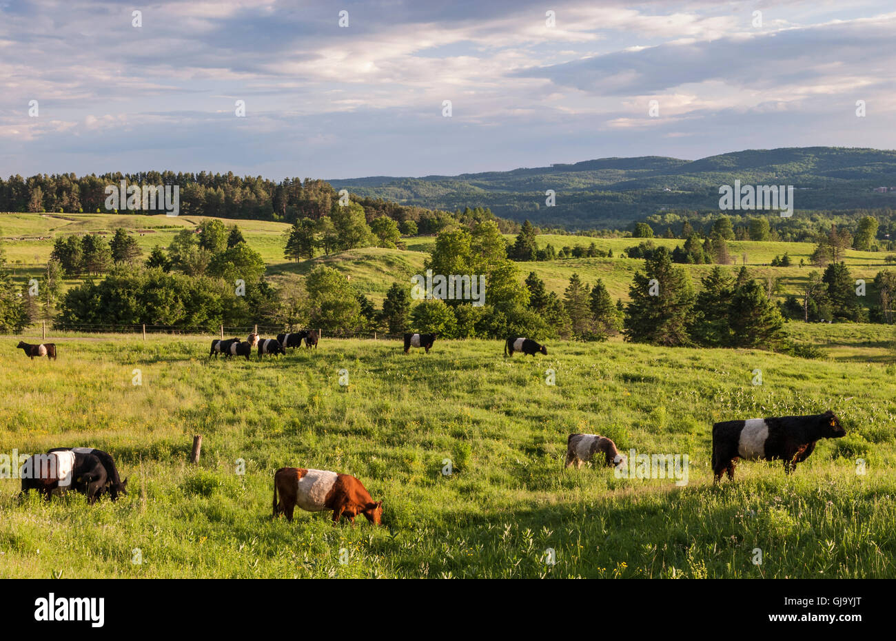 Late afternoon scene of Belted Galloway (belties) cows grazing on ...