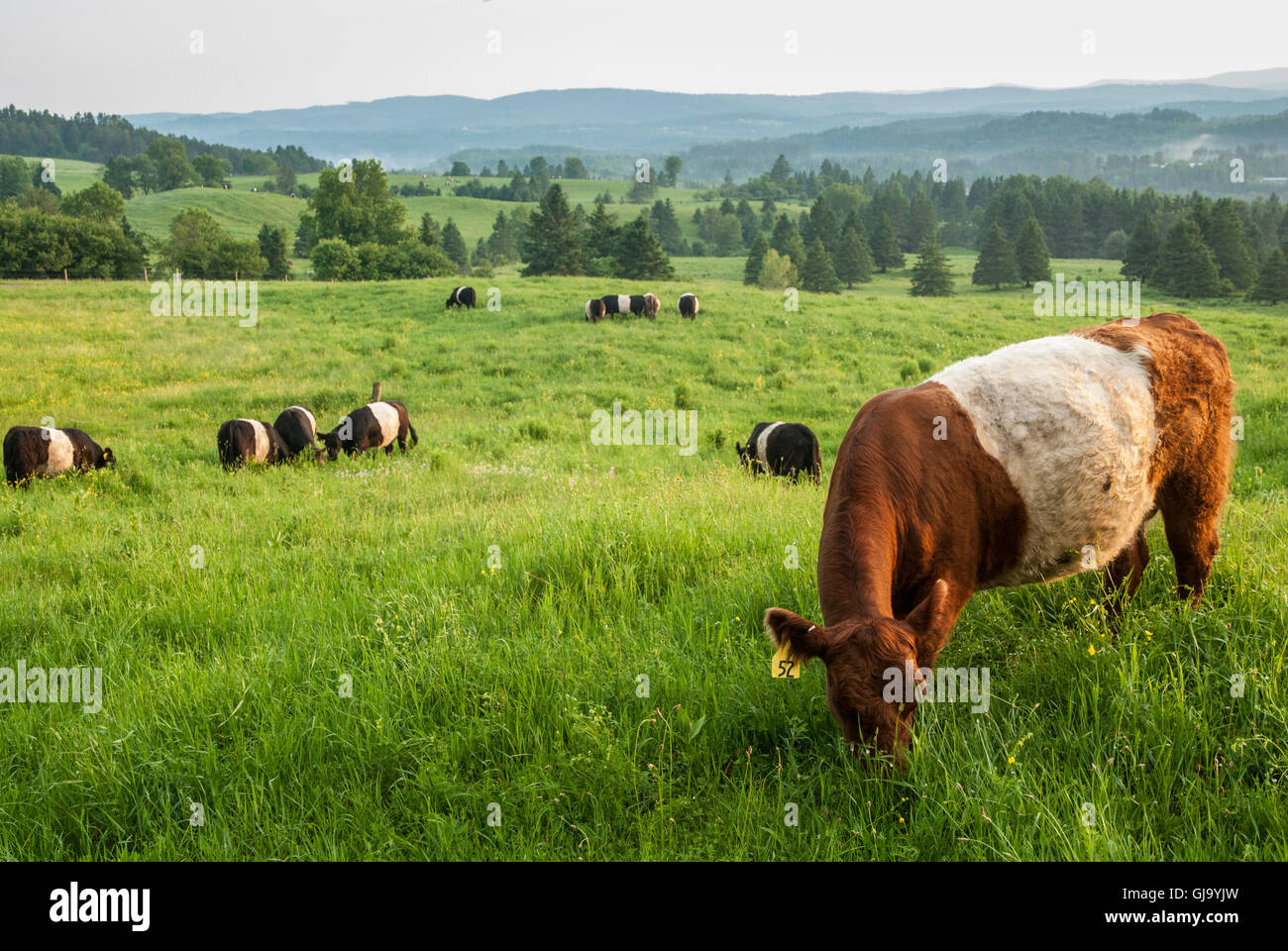 Late afternoon scene of Belted Galloway (belties) cows grazing on ...