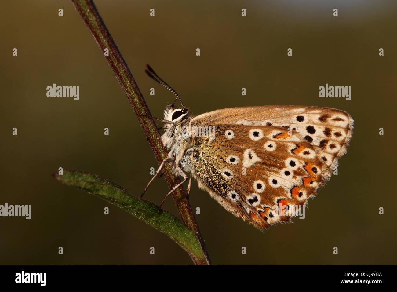 Female Chalk Hill Blue Butterfly Stock Photo - Alamy